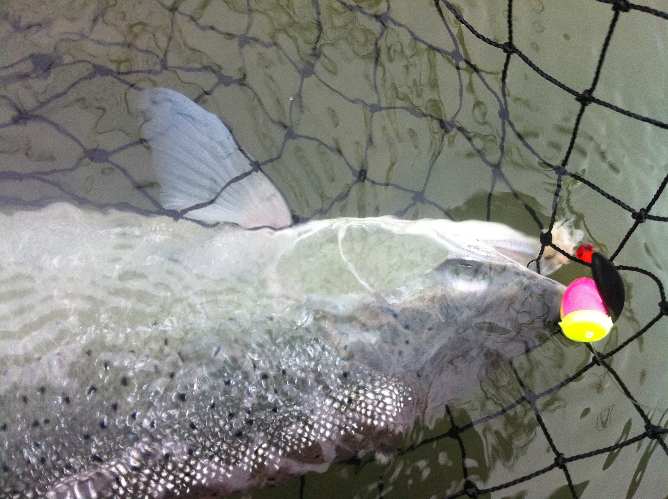 Learn To Plunk - From A Drift Boat - Pautzke Bait Co