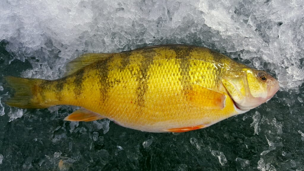 Colorful Fire Brine Smelt Catching Montana Pike - Pautzke Bait Co