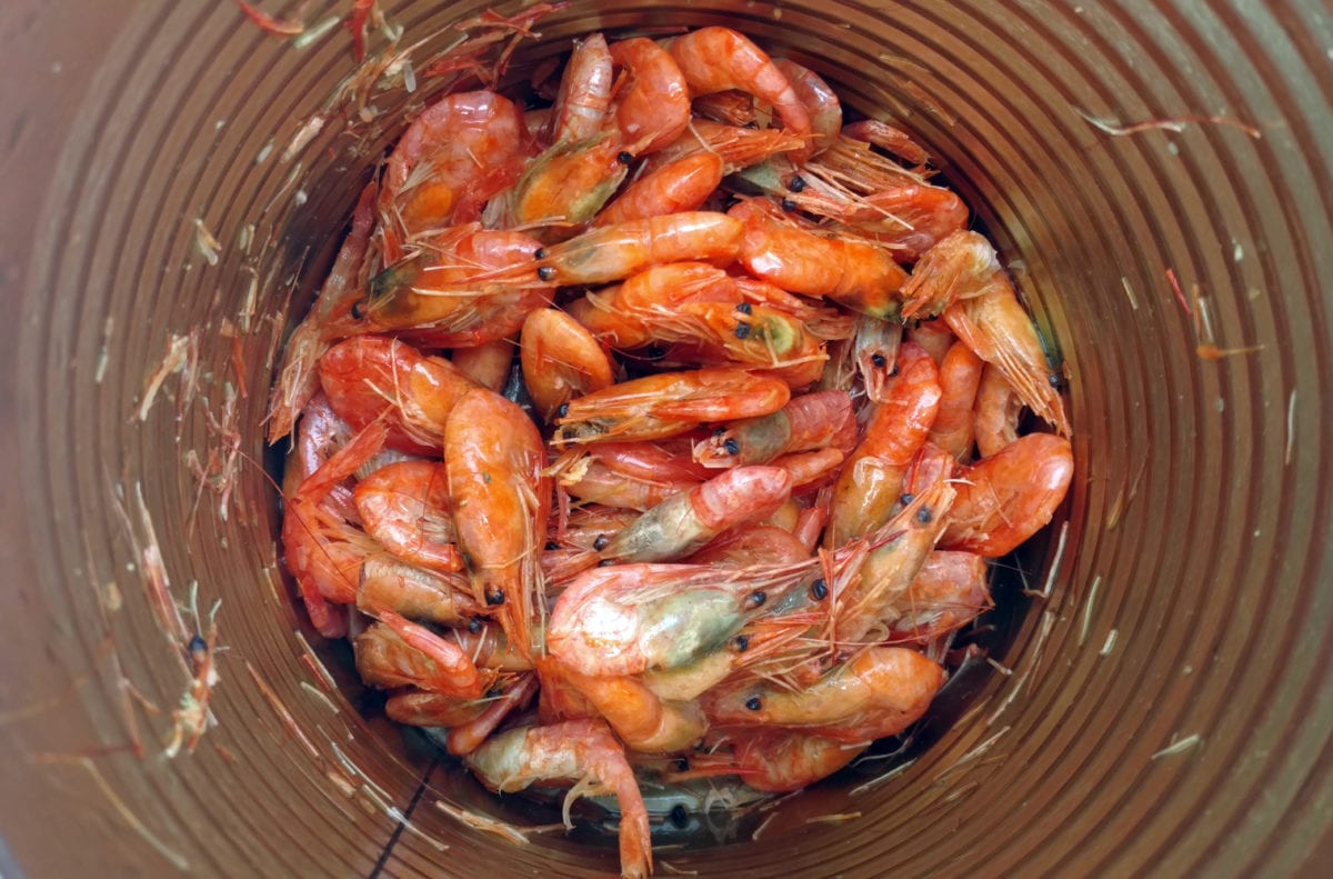 Homer's 30-minute Shrimp Recipe for Salmon - Pautzke Bait Co