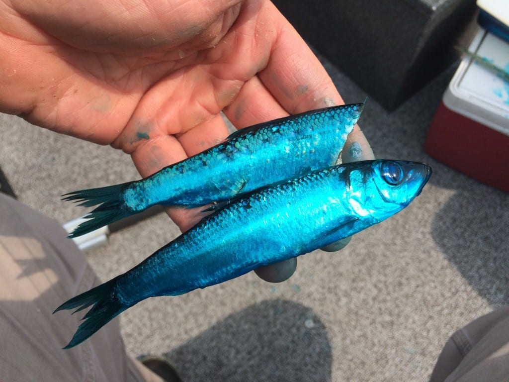 Four Hot Bait Trolling Rigs For Ocean Salmon Fishing - Pautzke Bait Co