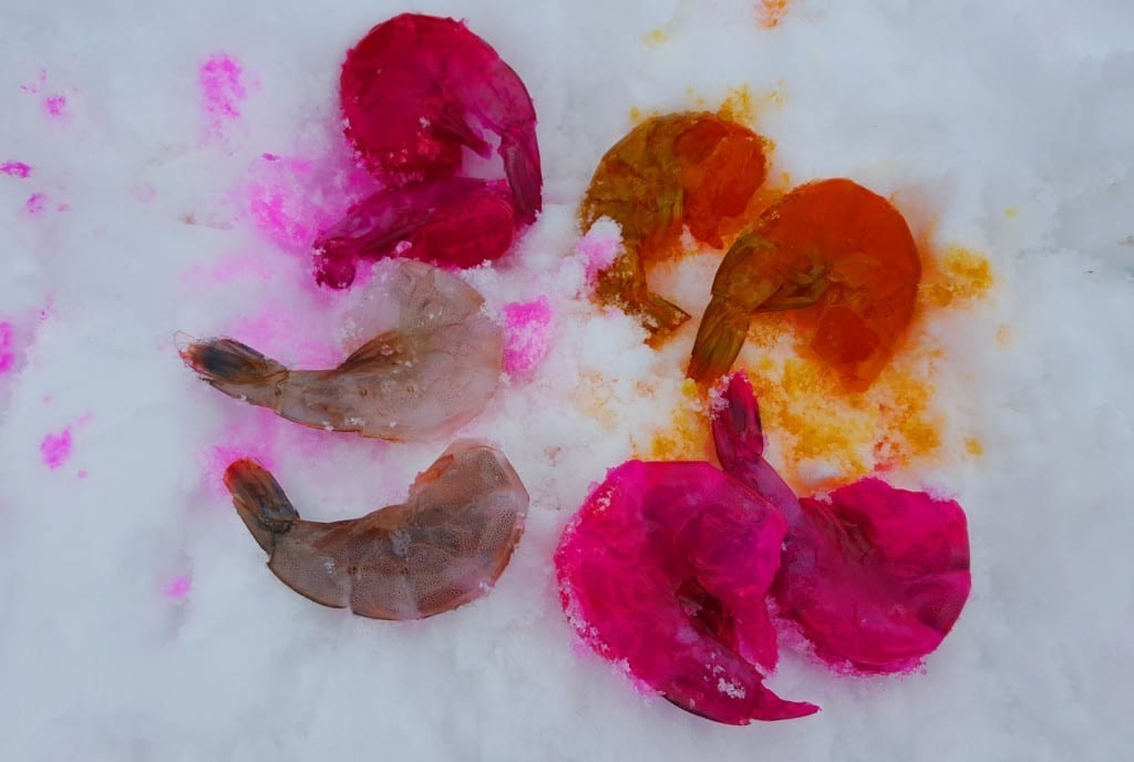 Learn to Ice Fish with Brined Shrimp This Winter - Pautzke Bait Co
