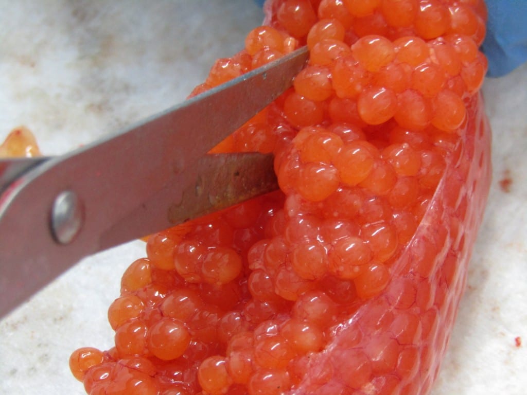 A Shrimp/Egg Wet Brine for Steelhead Success - Pautzke Bait Co