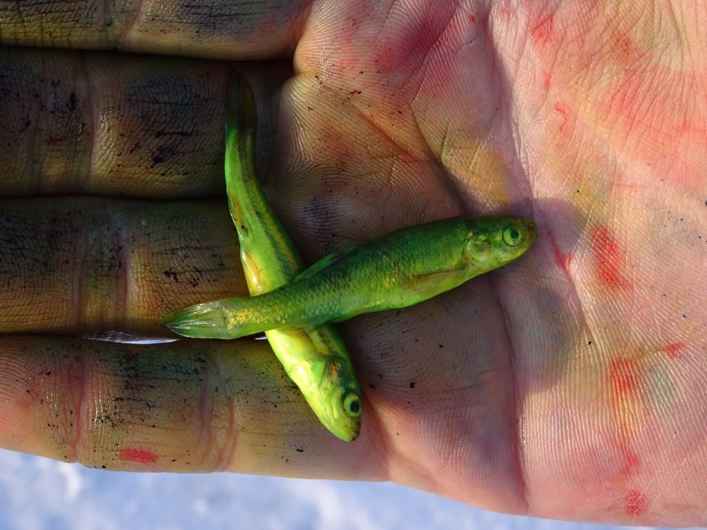 Splake Showing Now Through Ontario Ice - Pautzke Bait Co