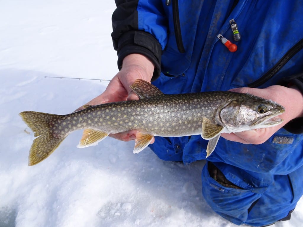 Splake Showing Now Through Ontario Ice - Pautzke Bait Co