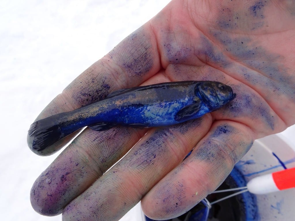 Splake Showing Now Through Ontario Ice - Pautzke Bait Co