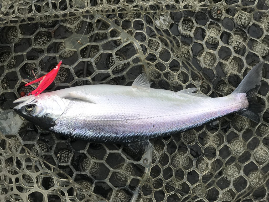 Lake Chelan Early Spring Kokanee Update - Pautzke Bait Co