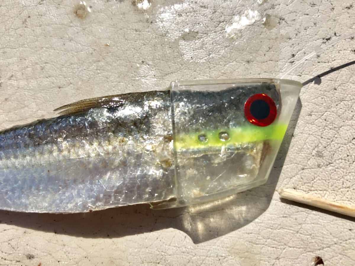 Time to Run Cut Bait For Great Lakes Salmon – Pautzke Bait Co