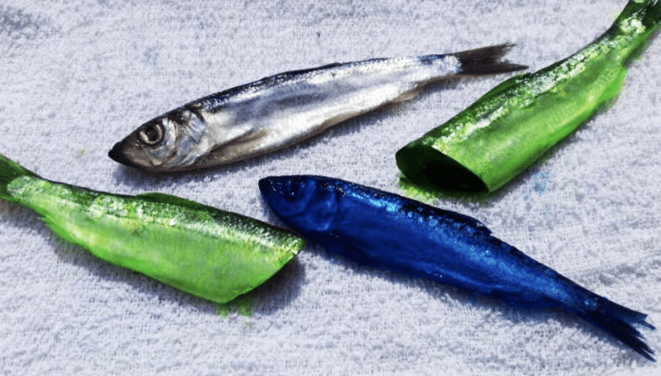 Pautzke Fire Brine - Natural 32 oz – Pautzke Bait Co