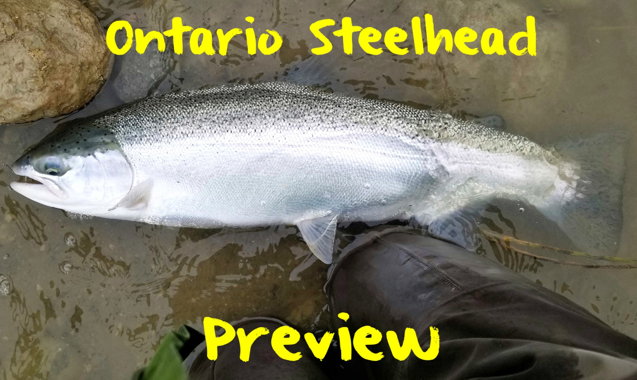 Learn To Float Fish Steelhead Spawn For Great Lakes Spring Steelhead ...